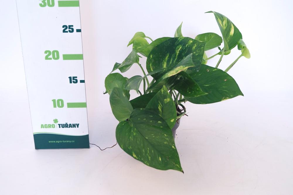 Scindapsus aureus | Agro-Tuřany