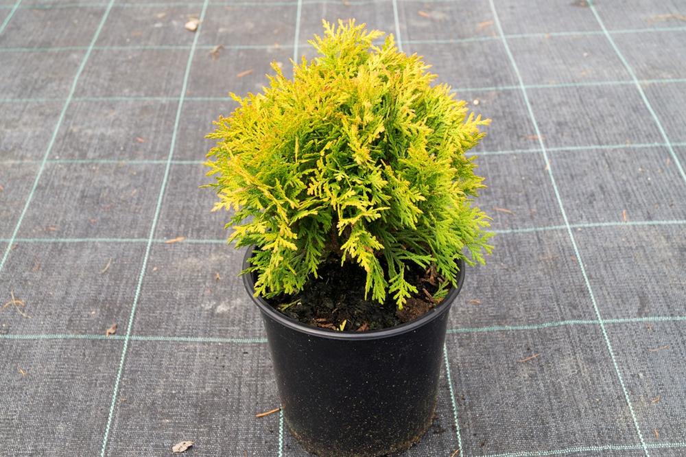 Thuja Occidentalis Mirjam Agro Tu any